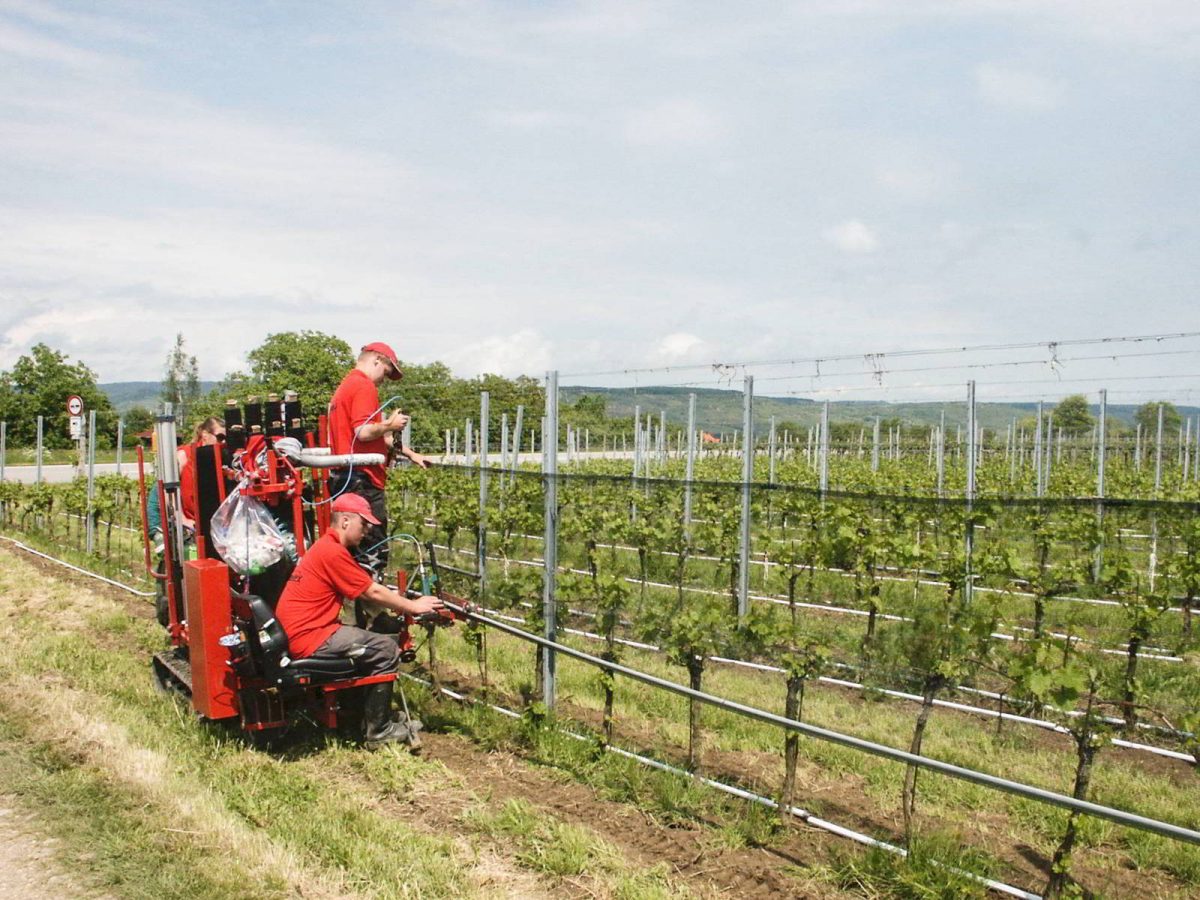 Schutznetze im Weinbau bieten perfekten Schutz gegen Hagelschlag